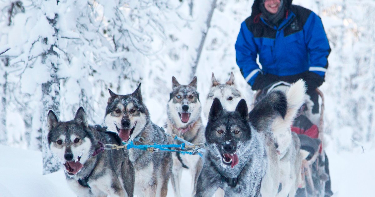 Husky-Safari vom Wilderness Hotel Inari / Authentic Scandinavia