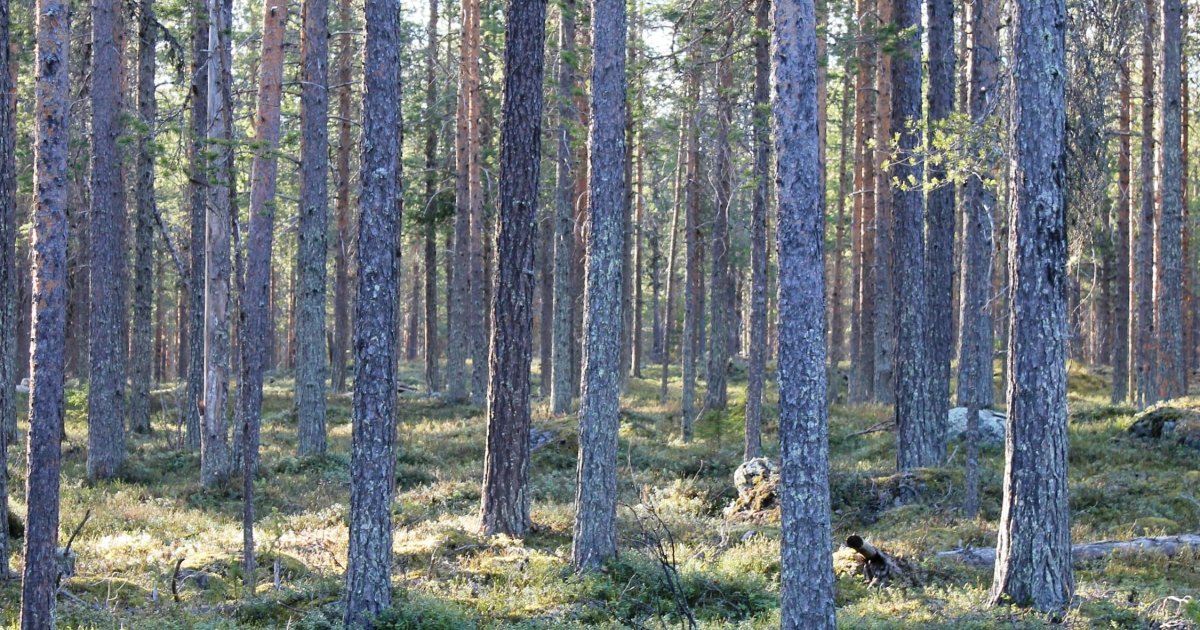 Tageswanderung im Korgen Naturschutzgebiet - Treehotel Aktivität ...