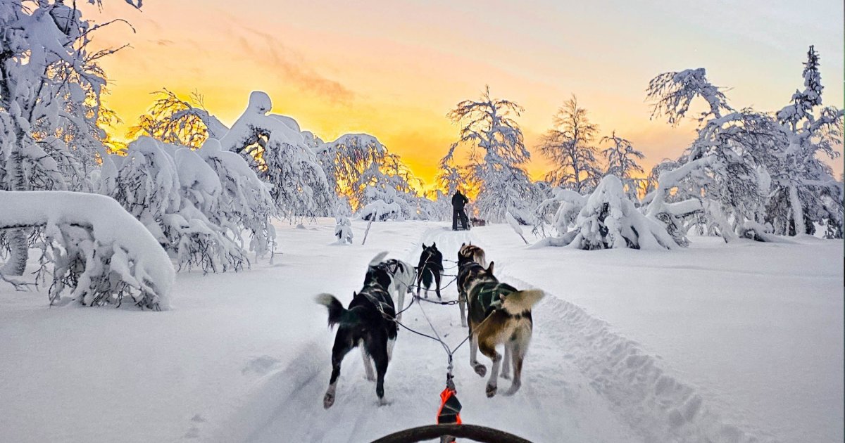 Hundeschlittenfahrt (10 km) vom Northern Lights Village Levi ...