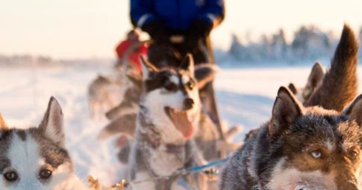 Hundeschlittenfahrt (5 km) vom Northern Lights Village Levi / Authentic ...