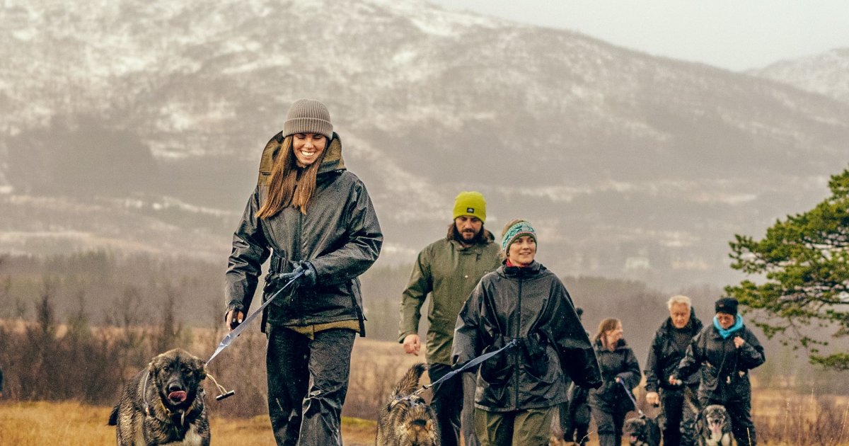 Husky-Wanderung in Tromsø (Inkl. Transfer) / Authentic Scandinavia