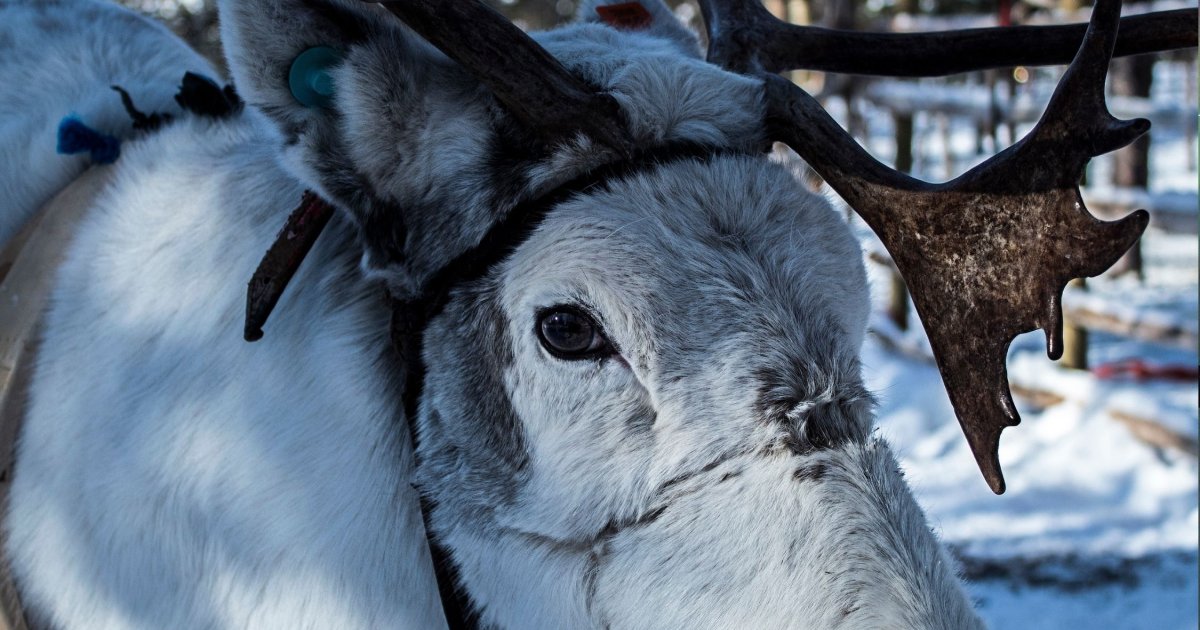 Rentiertag vom Northern Lights Village Levi / Authentic Scandinavia